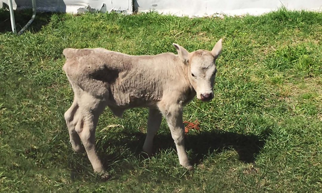 Course 02: Field Intervention for Scouring Calves - Large Animal ...