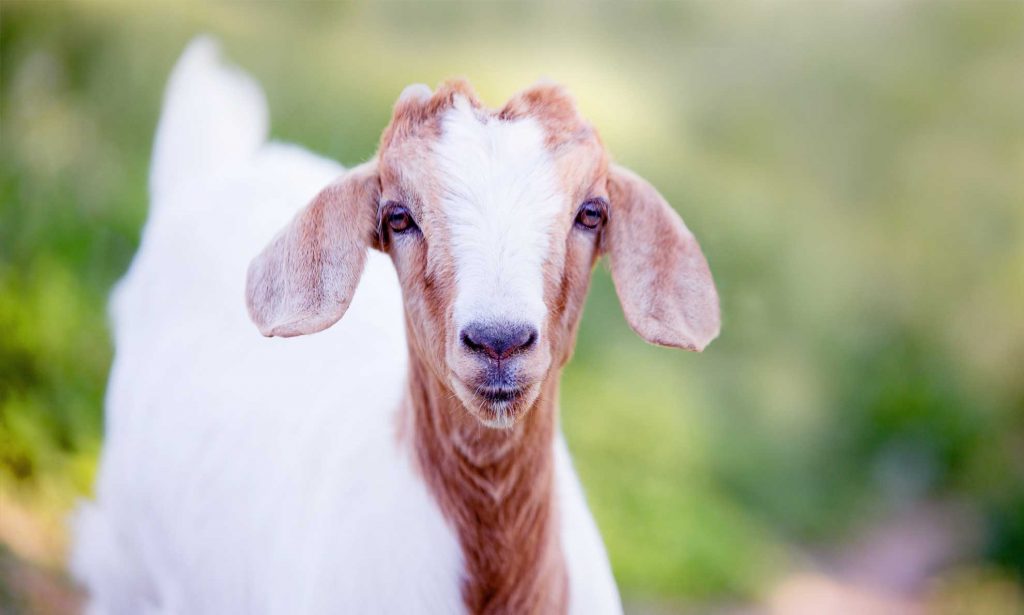 Course 15: Small Ruminant Fluid Therapy - Large Animal Consulting ...