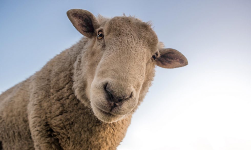 Course 35 Pain Management in Small Ruminants - Large Animal Consulting ...