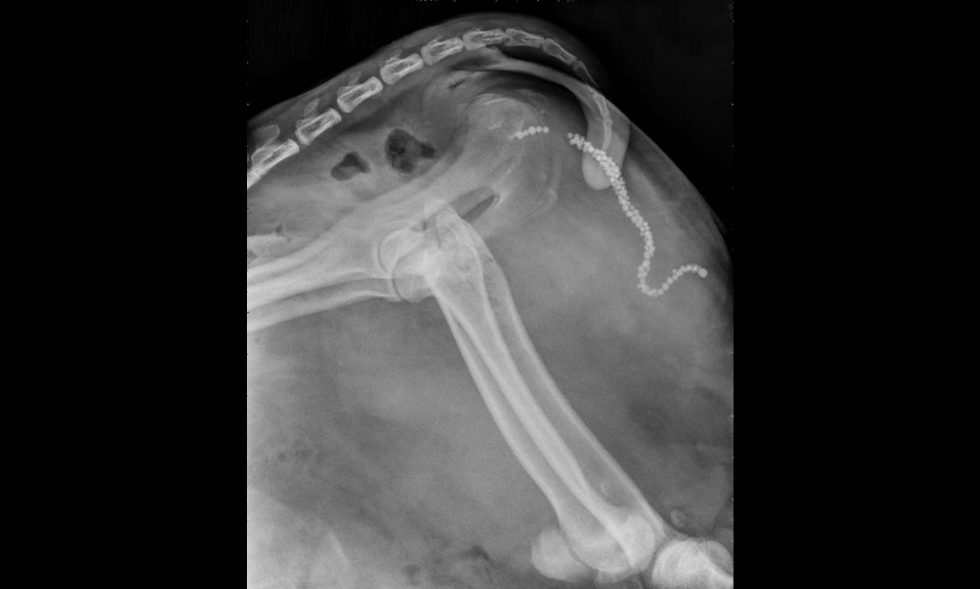 Course 46: Tube Cystostomy - Large Animal Consulting & Education