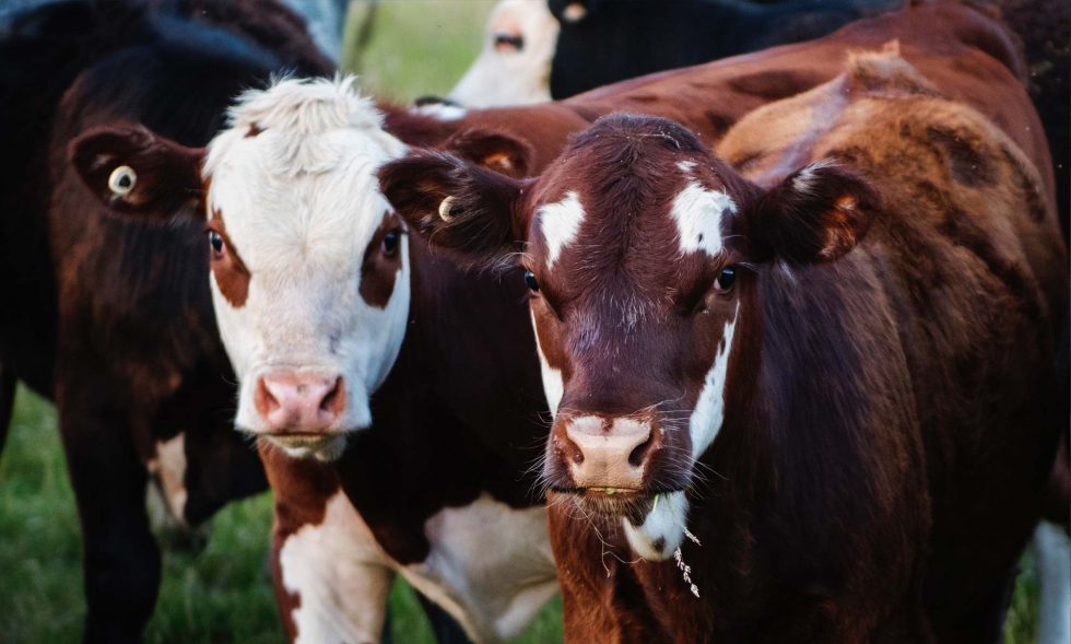 Course 48: Physical Examination of Ruminants - Large Animal Consulting ...