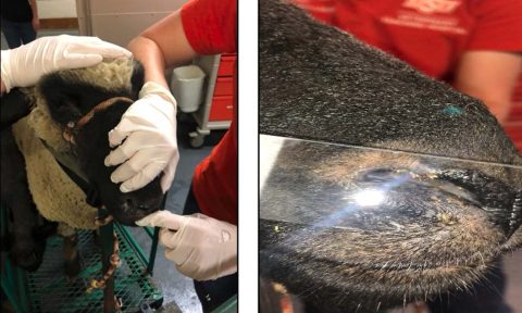 Course 52: Tracheostomy Placement and Maintenance - Large Animal ...