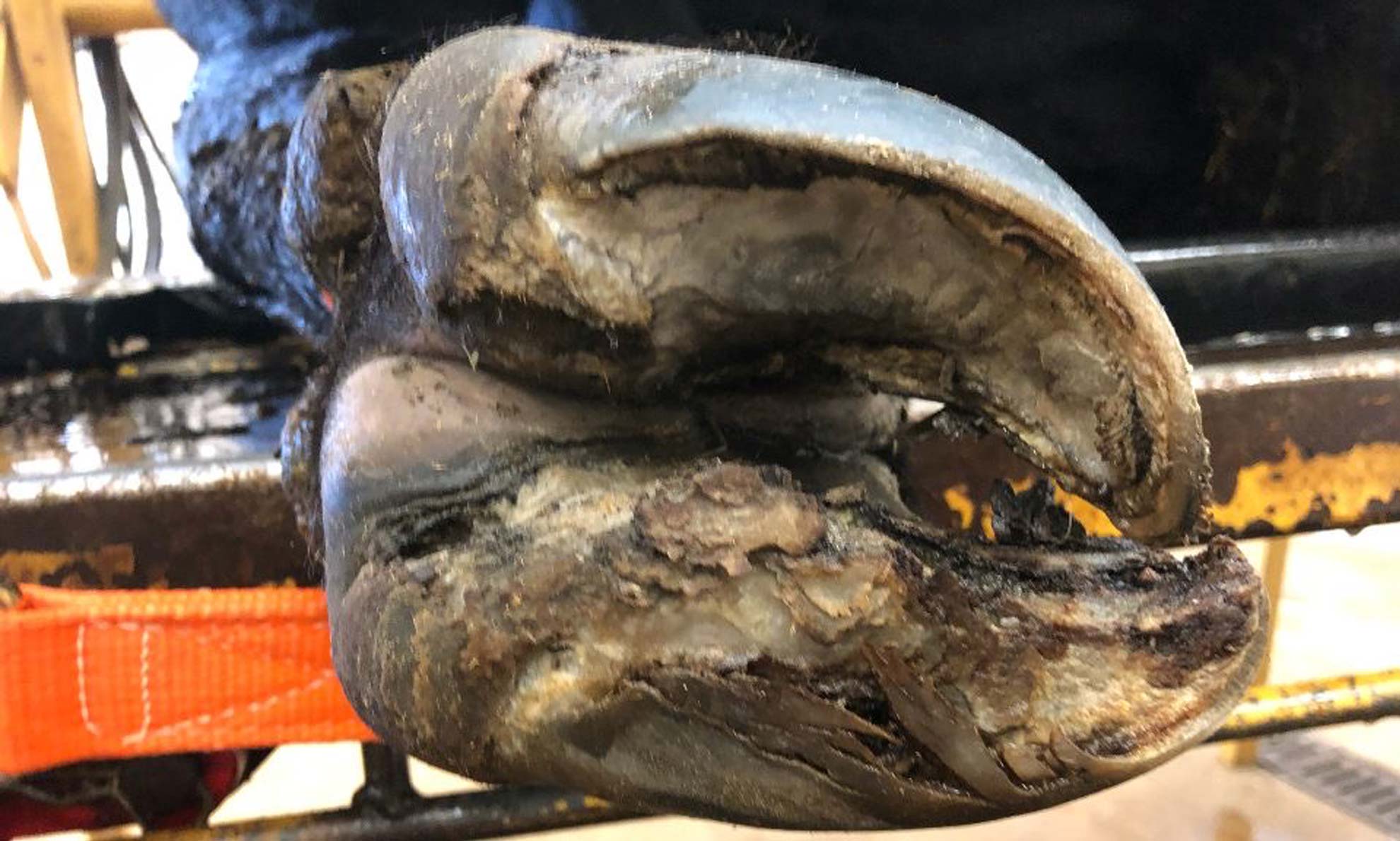 What if it’s footrot? What if it’s not? - Large Animal Consulting ...