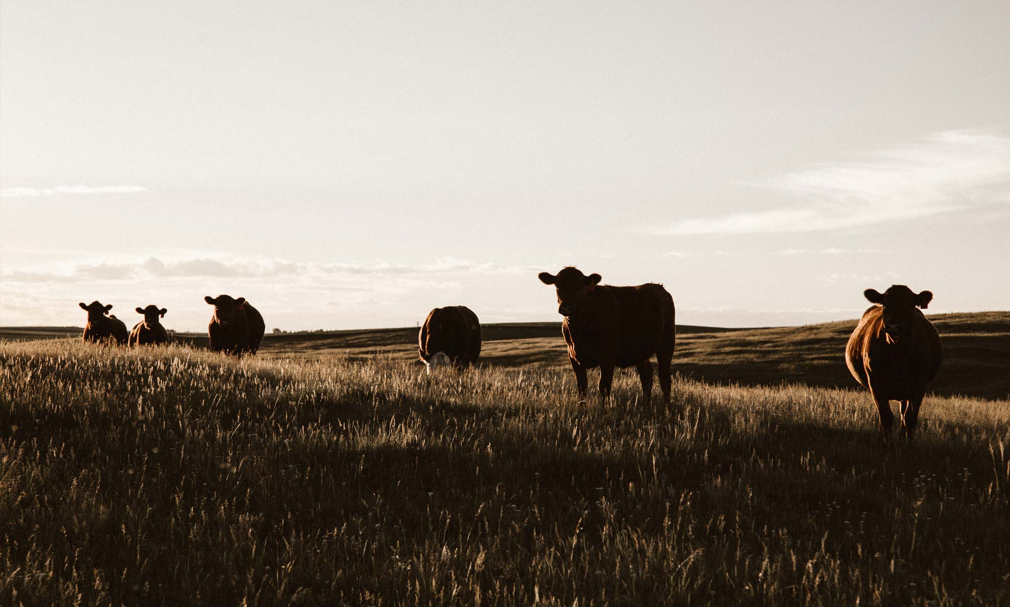 Who is the most valuable animal in the herd? - Large Animal Consulting ...
