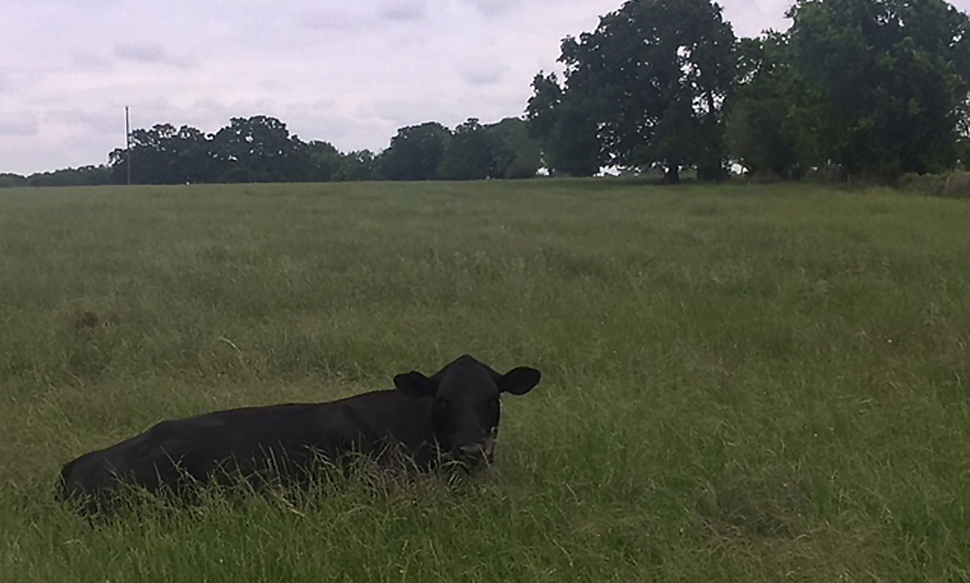 When Cattle Can’t Stand - Large Animal Consulting & Education